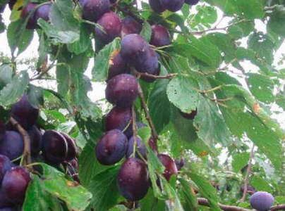 Blommetræ "Italiensk Sveskeblomme" - Frugttræer - Audebo Havecenter