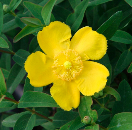 Hypericum "Hidcote" - Buske - Audebo Havecenter