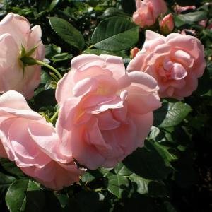 Rose "Astrid Lindgren" - Roser - Audebo Havecenter