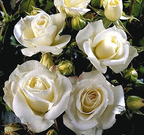 Rose "Gråsten" - Roser - Audebo Havecenter