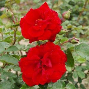 Rose "Santana" - Roser - Audebo Havecenter