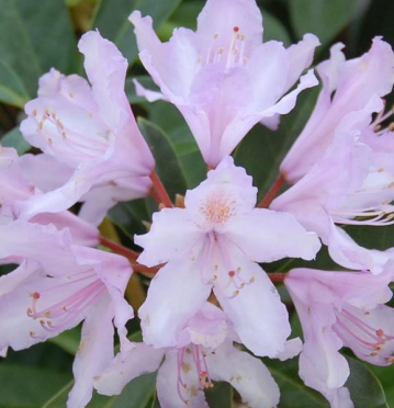Rhododendron "Septembercharm" - Rhododendron - Audebo Havecenter
