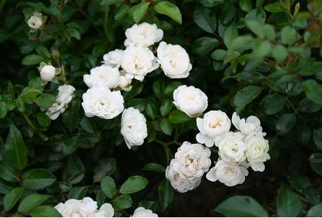 Rose "White Fairy" - Roser - Audebo Havecenter